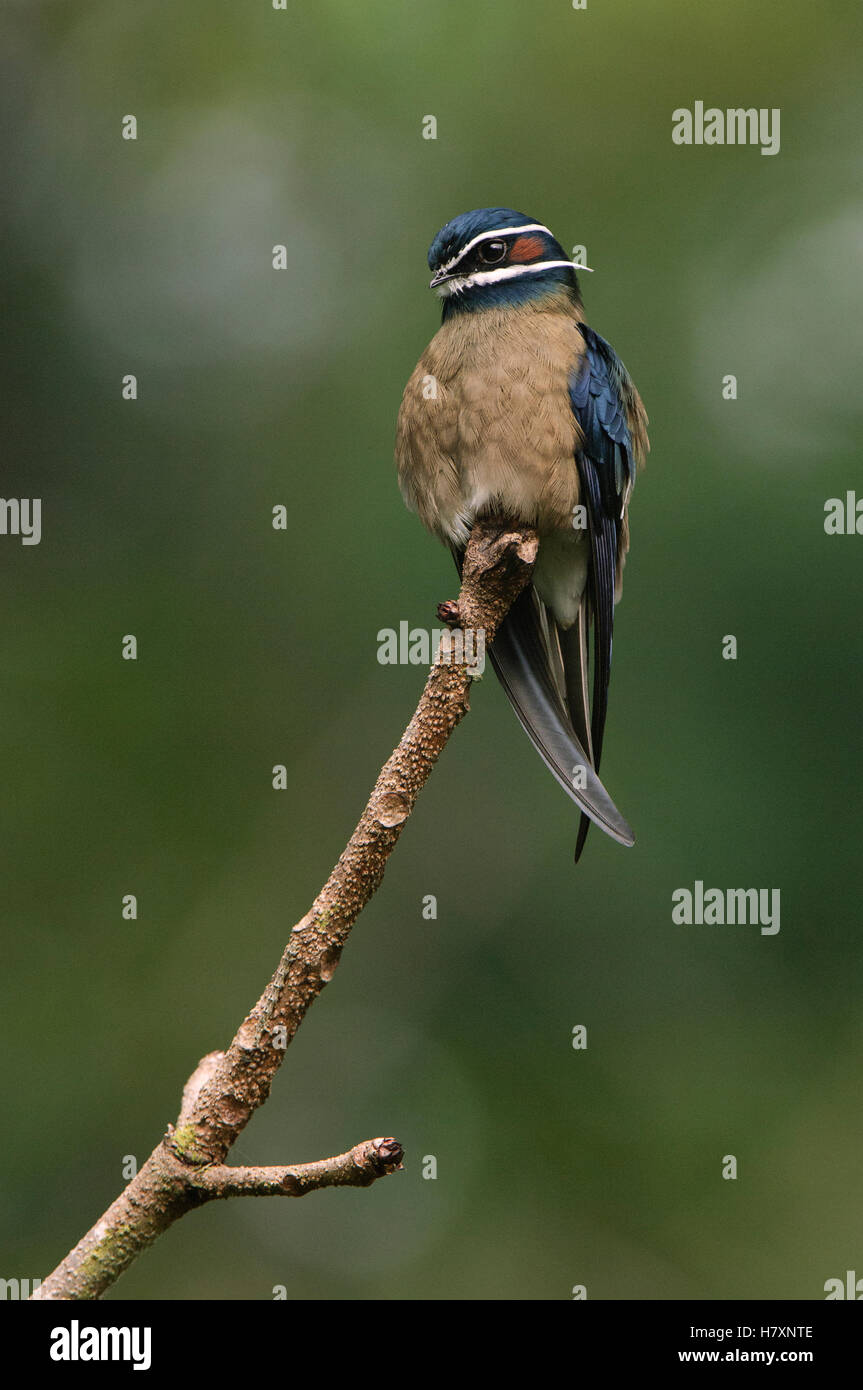 Whiskered Treeswift (Hemiprocne comata) male, Danum Valley Conservation ...