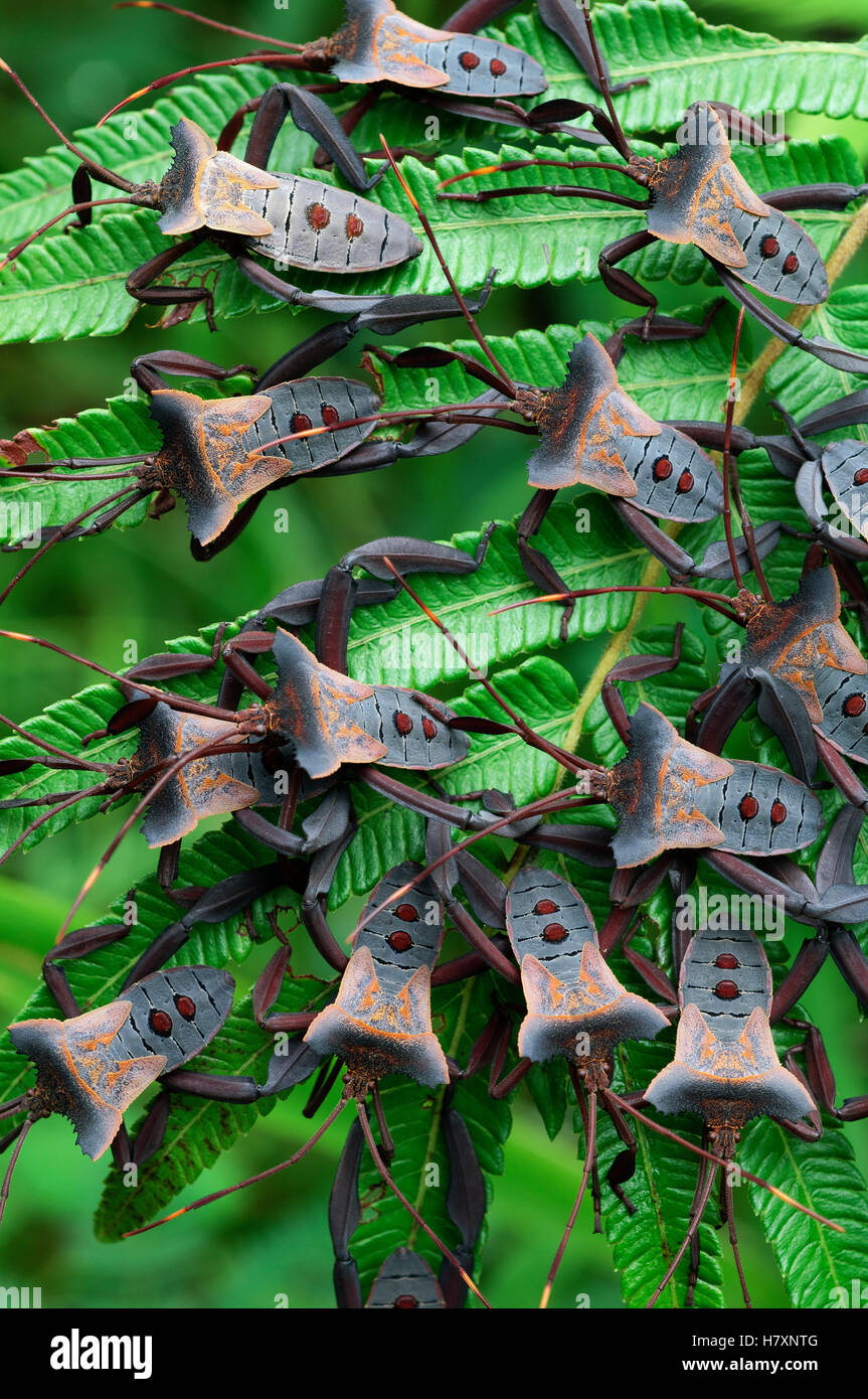 Squash Bug (Coreidae) juveniles with aposematic coloration, Danum ...