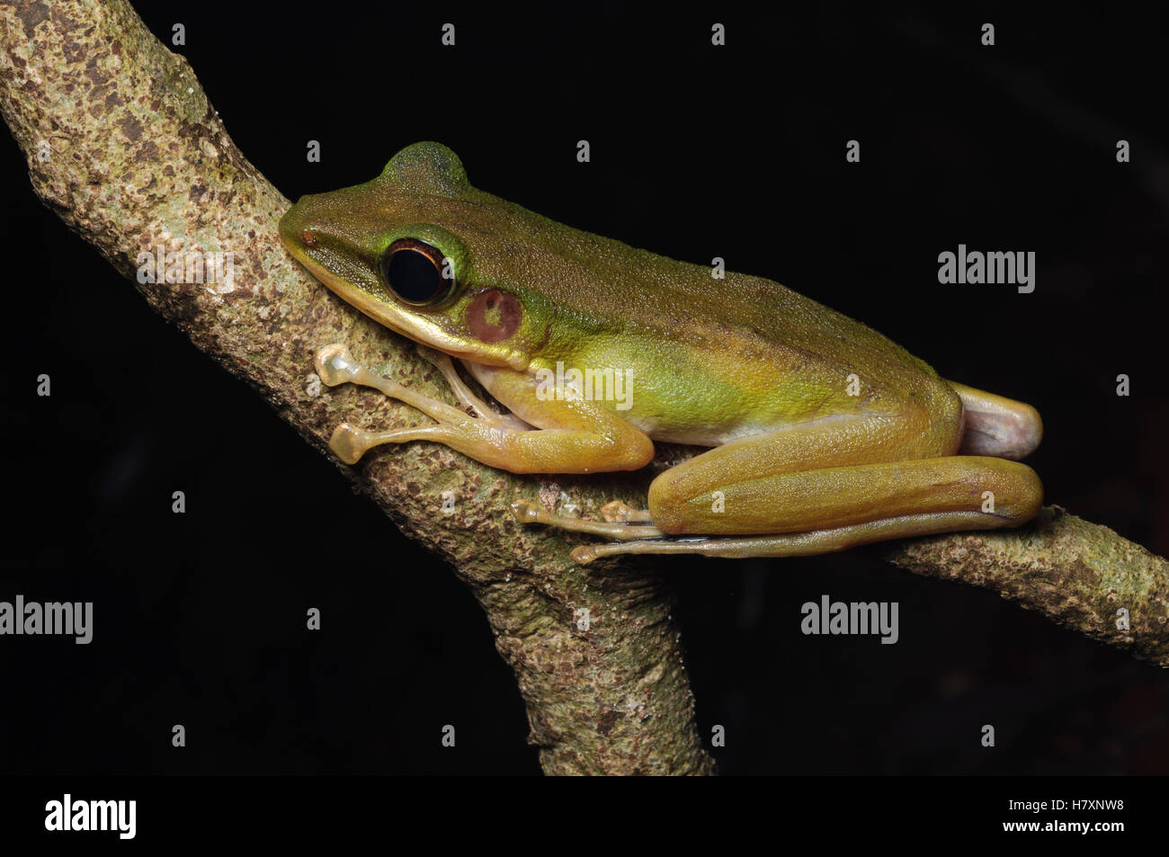 White-lipped Frog (Hylarana raniceps), Gunung Penrissen, Borneo ...