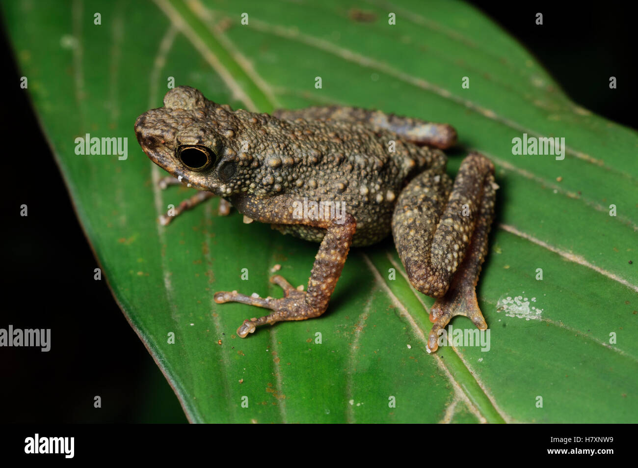 Dwarf Slender Toad (Ansonia minuta), Gunung Penrissen, Borneo, Malaysia ...