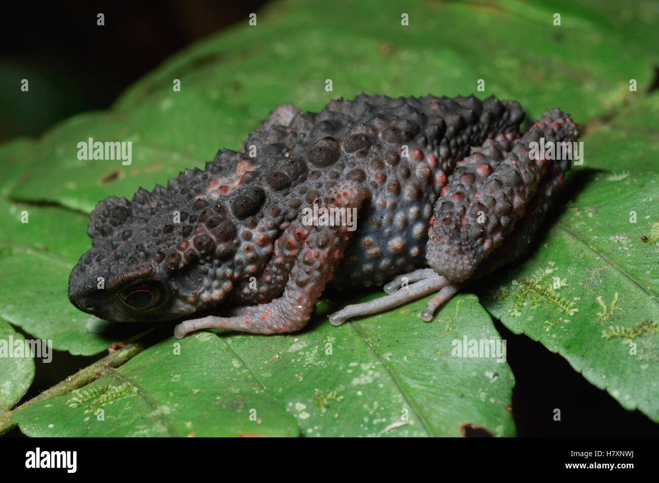 Spiny Slender Toad (Ansonia spinulifer), Gunung Penrissen, Borneo ...