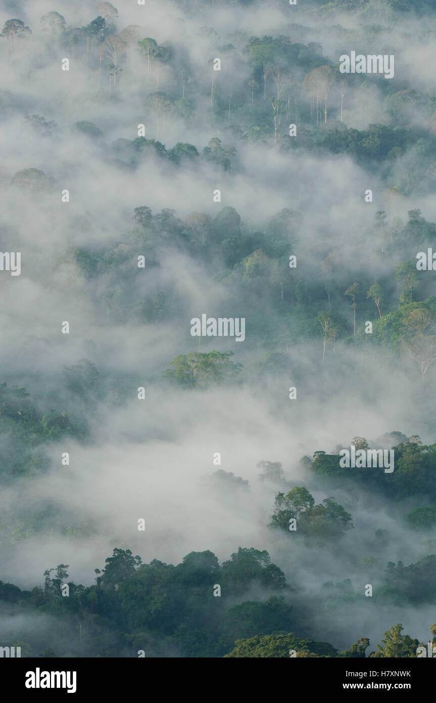 Rainforest canopy with mist at dawn, Gunung Penrissen, Borneo, Malaysia ...