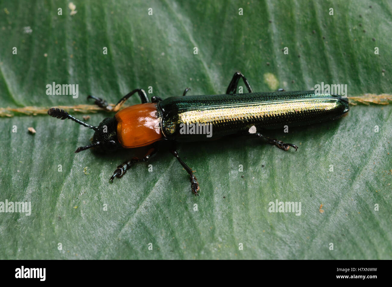 Leaf Beetle (Chrysomelidae), Gunung Penrissen, Borneo, Malaysia Stock ...