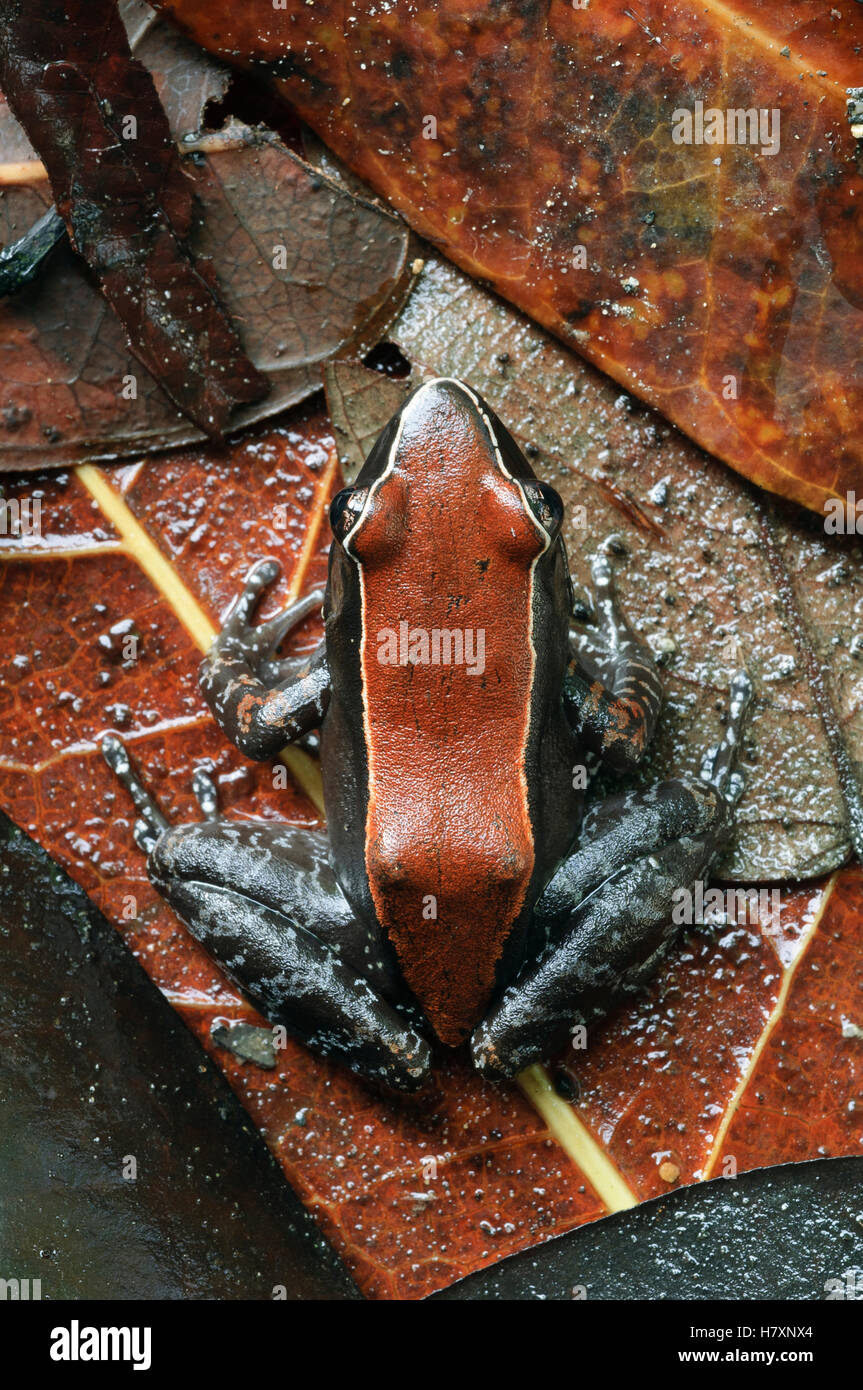 Mahogany Frog (Rana luctuosa) camouflaged in leaf litter, Kubah ...