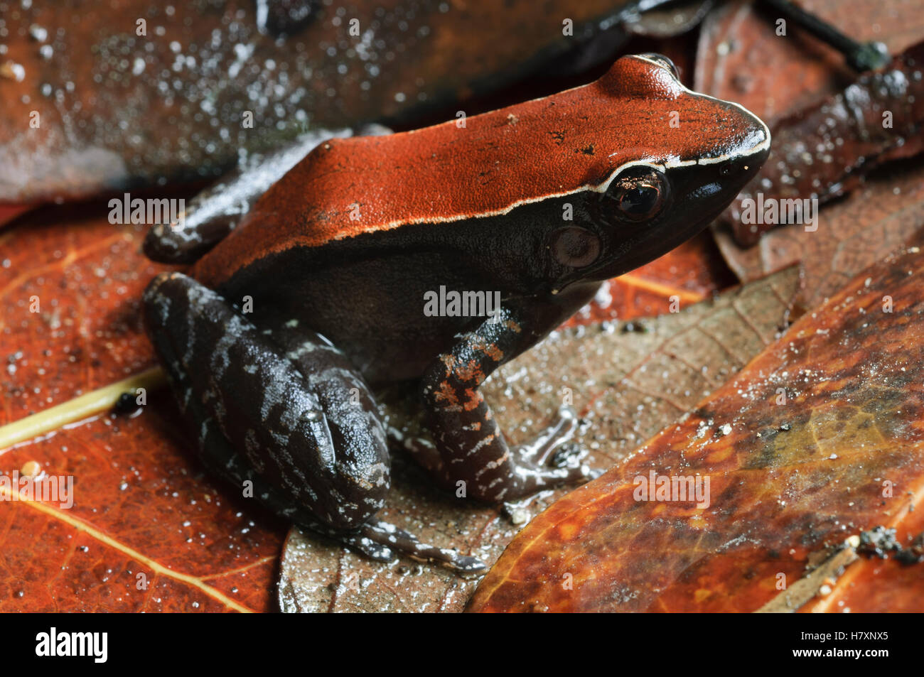 Mahogany Frog (Rana luctuosa) camouflaged in leaf litter, Kubah ...