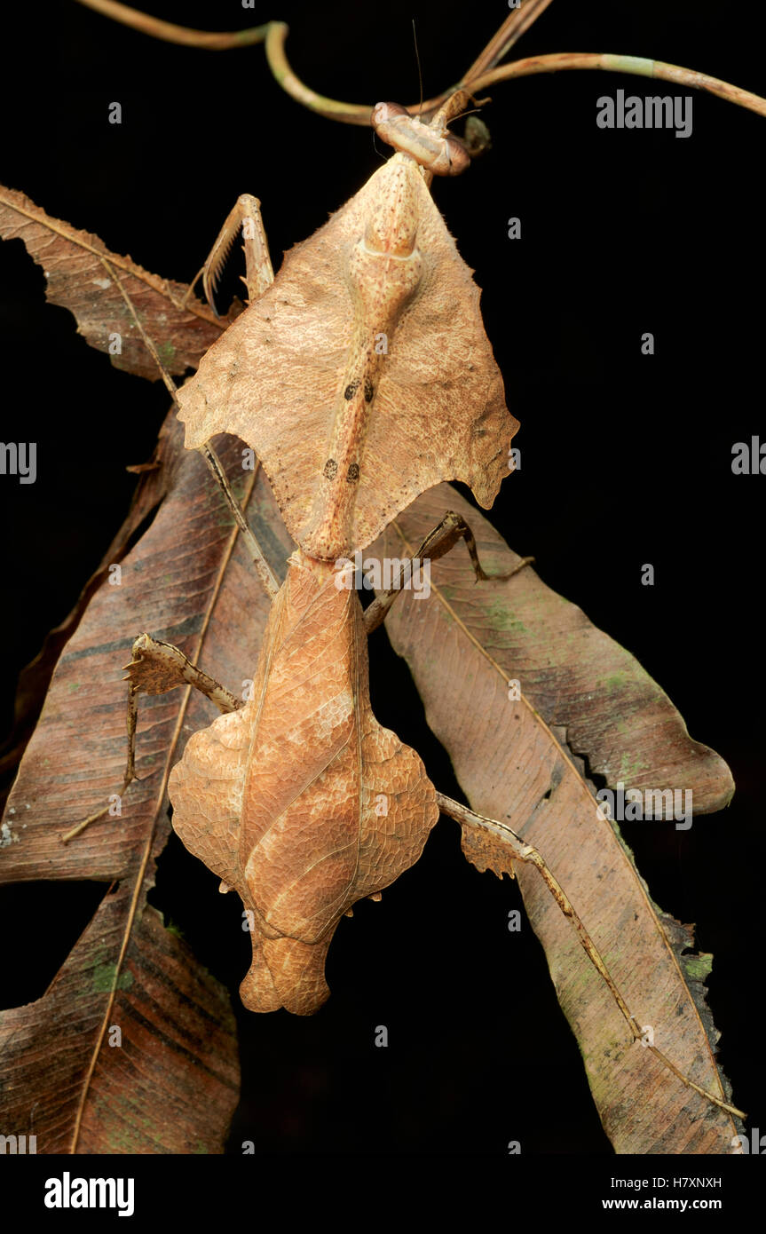 Dead-leaf Mantid (Deroplatys trigonodera) mimicking dead leaf, Gunung ...