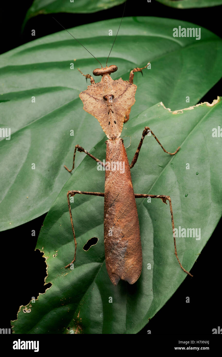 Malaysian Dead-leaf Mantis (Deroplatys desiccata) male, Gunung Gading ...
