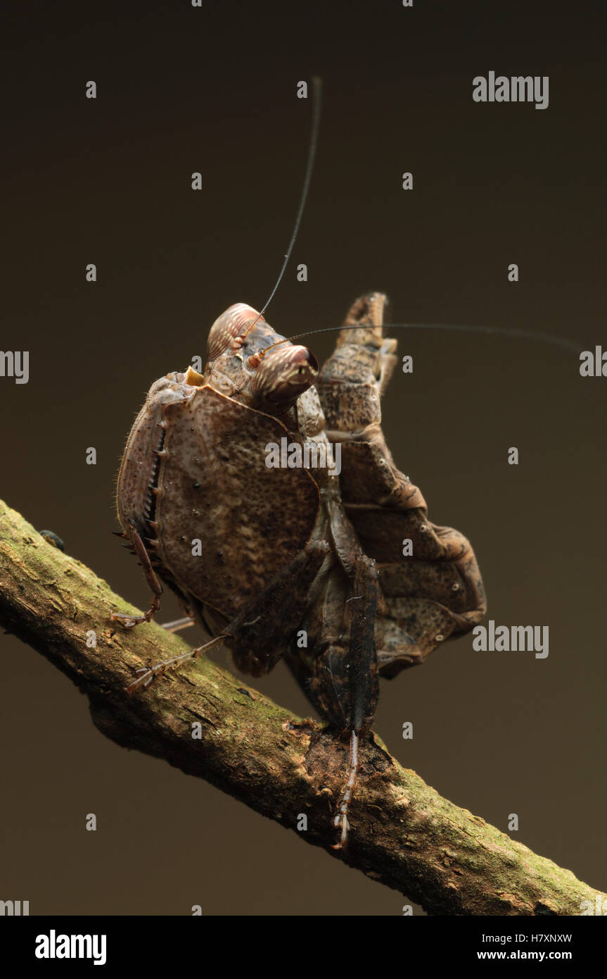 Mantis (Hestiasula sp) mimics a dry leaf, Bau, Malaysia Stock Photo - Alamy