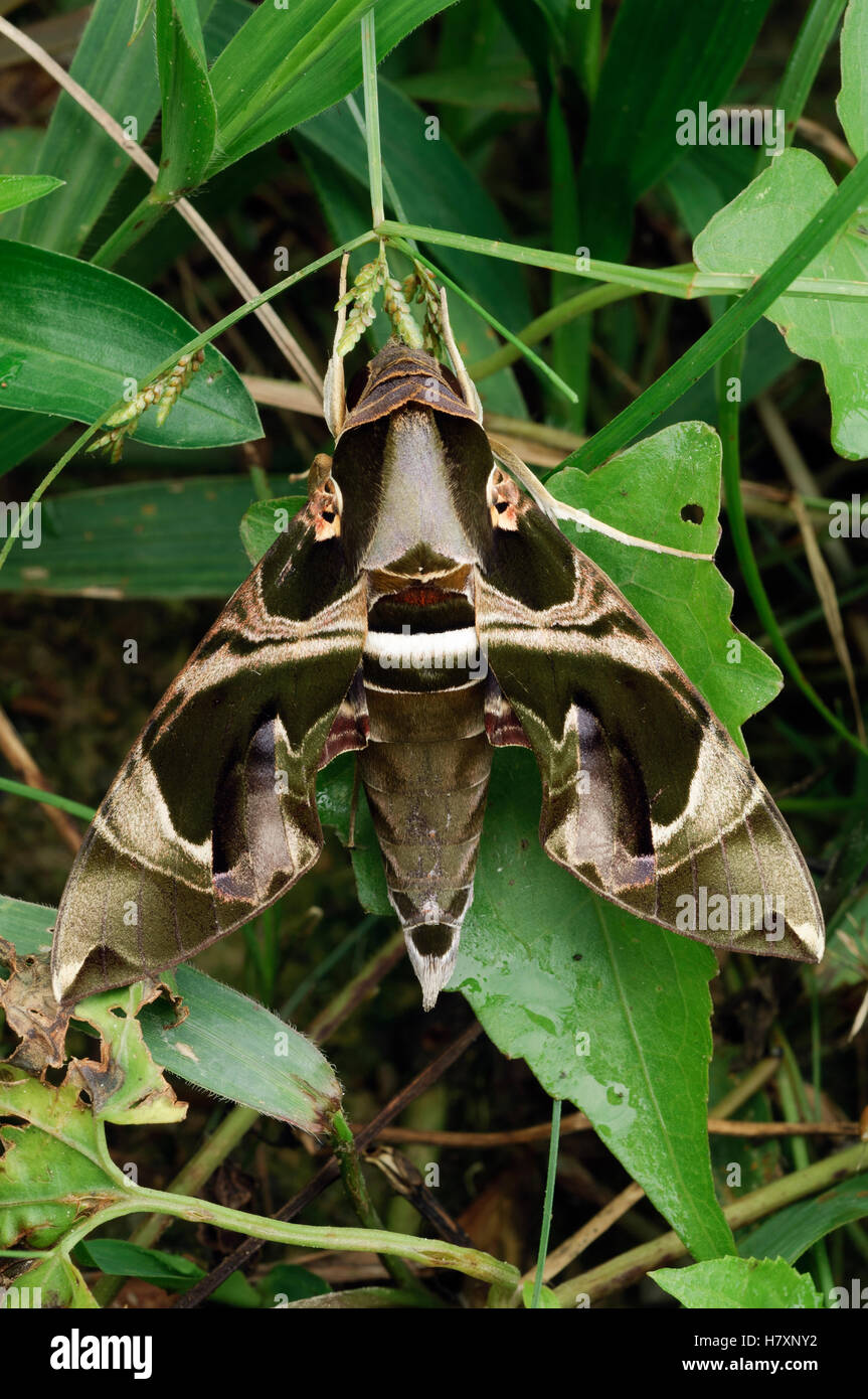 Hawk Moth (Daphnis hypothous), Bukit Sarang Conservation Area, Bintulu ...