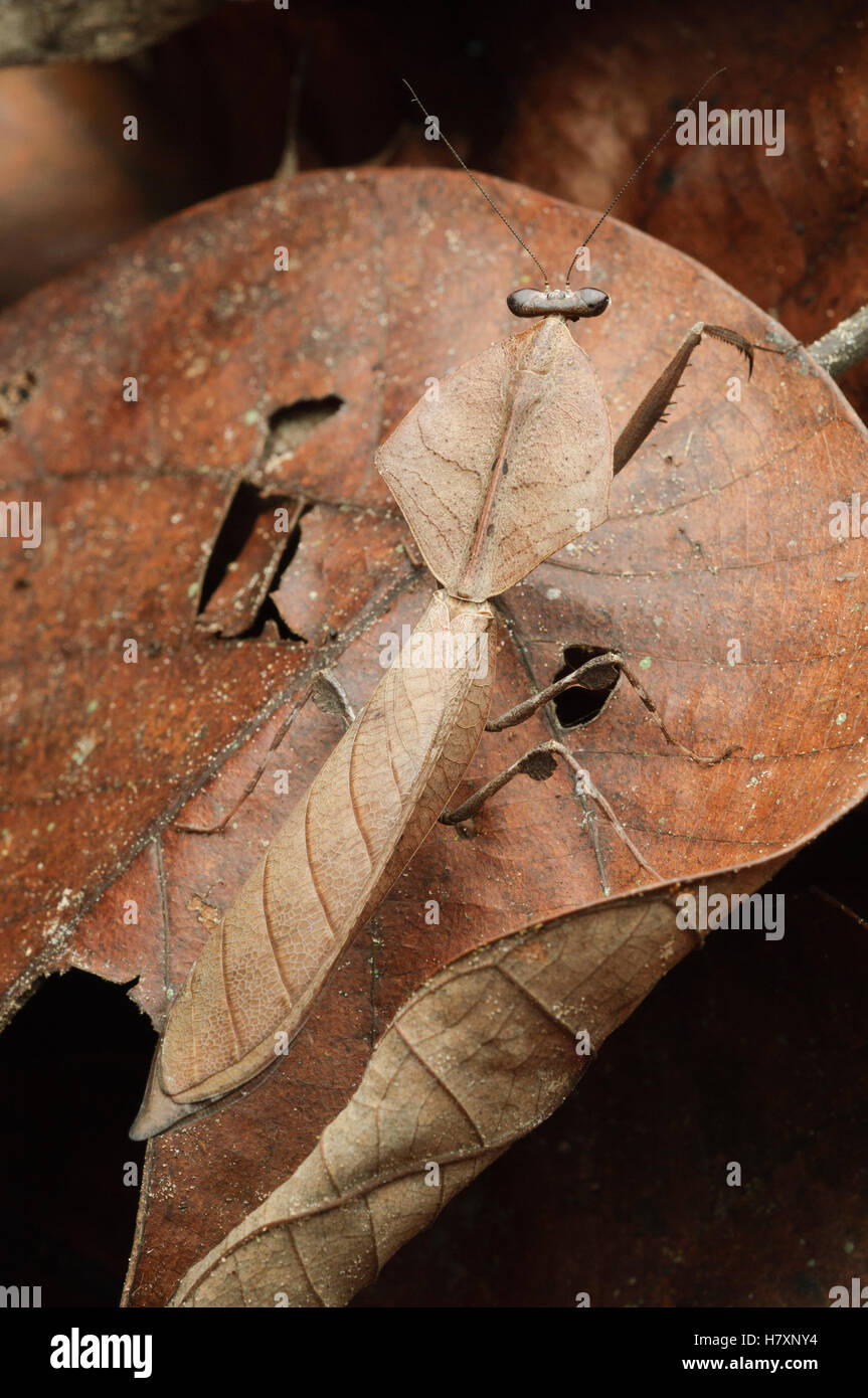 Brown Leaf Mantis (Deroplatys truncata) male camouflaged on leaf, Bukit ...
