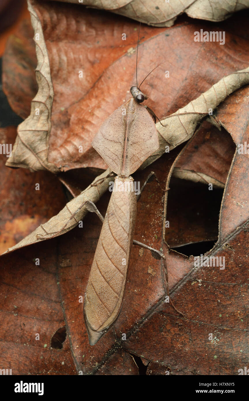 Brown Leaf Mantis (Deroplatys truncata) male camouflaged on leaf, Bukit ...