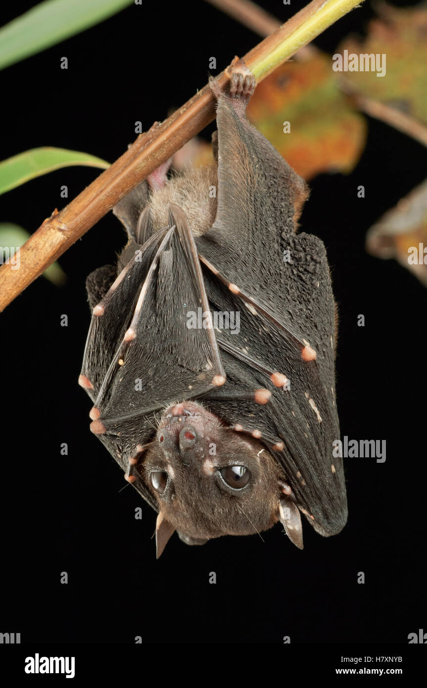 Spotted-winged Fruit Bat (Balionycteris maculata) roosting, Bukit ...