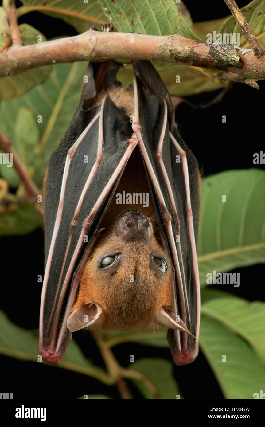 Lesser Short-nosed Fruit Bat (Cynopterus brachyotis) roosting, Bukit ...