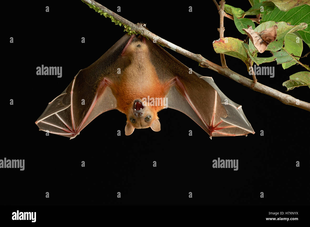 Lesser Short-nosed Fruit Bat (Cynopterus brachyotis) spreading wings ...