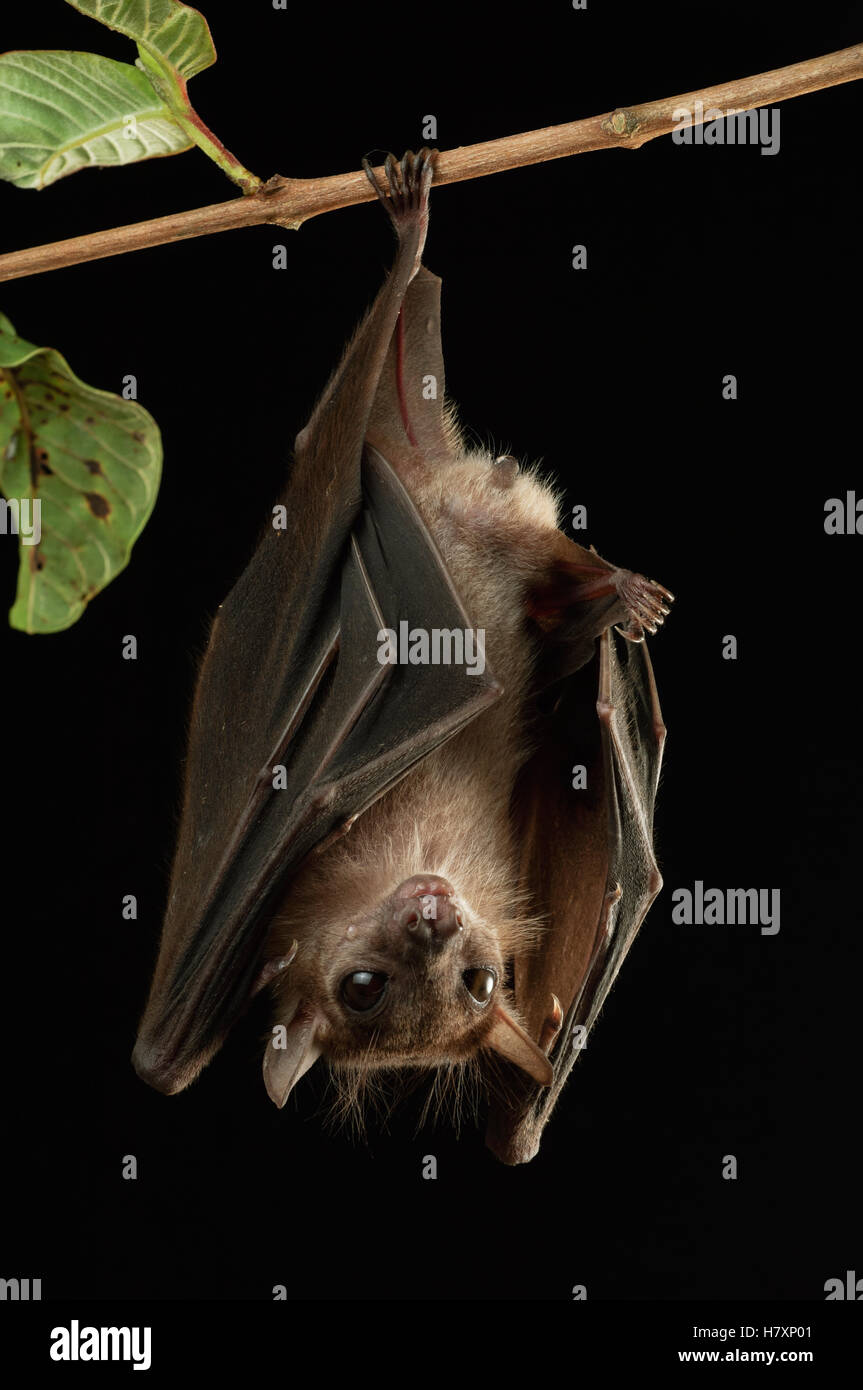 Lucas's Short-nosed Fruit Bat (Penthetor lucasi) roosting, Bukit Sarang ...