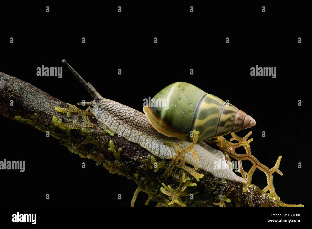 Land Snail (Amphidromus sp), endemic to limestone karst formations ...