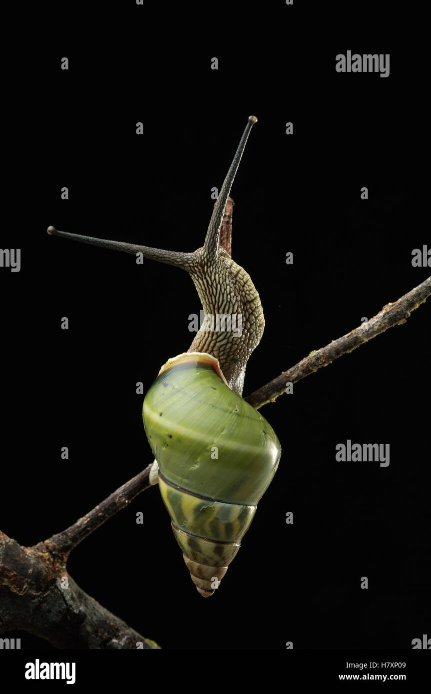 Land Snail (Amphidromus sp), endemic to limestone karst formations ...