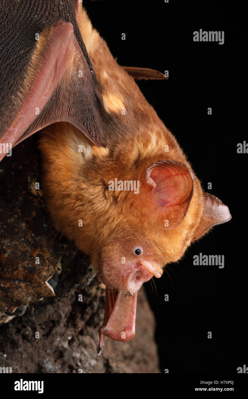 Diadem Roundleaf Bat (Hipposideros diadema), Bukit Sarang Conservation ...