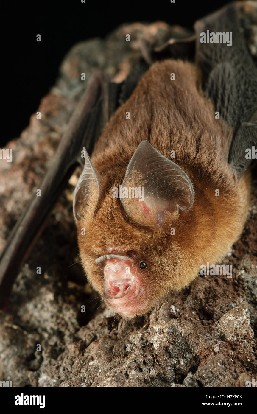 Fawn Roundleaf Bat (Hipposideros cervinus), Bukit Sarang Conservation ...
