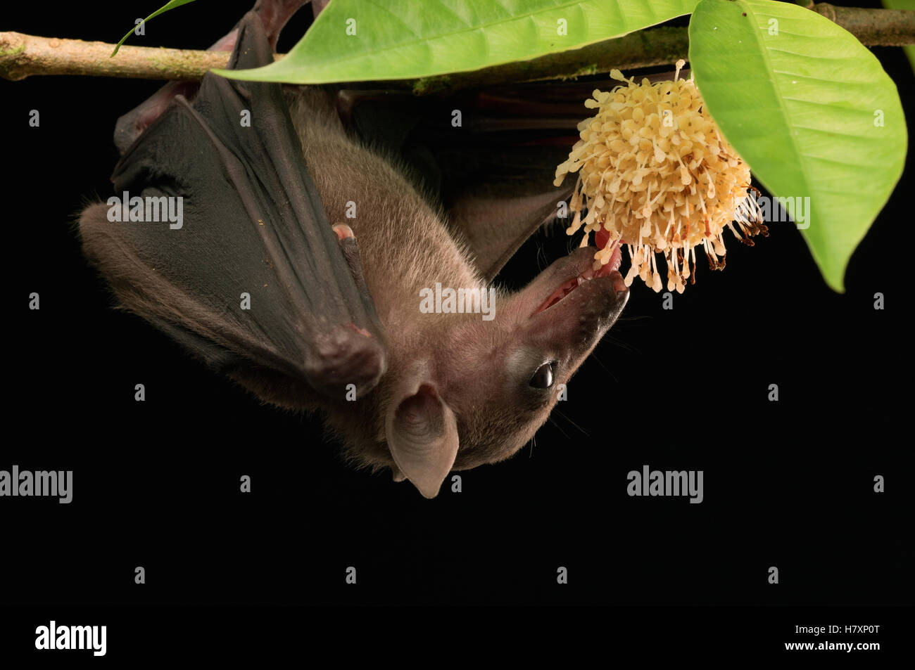 Lesser Dawn Bat (Eonycteris spelaea) feeding on nectar, Bukit Sarang ...