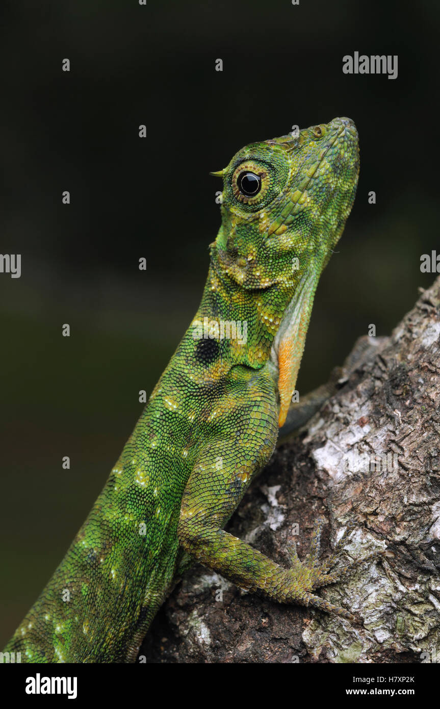 Horned Flying Lizard (Draco cornutus), Lambir Hills National Park ...