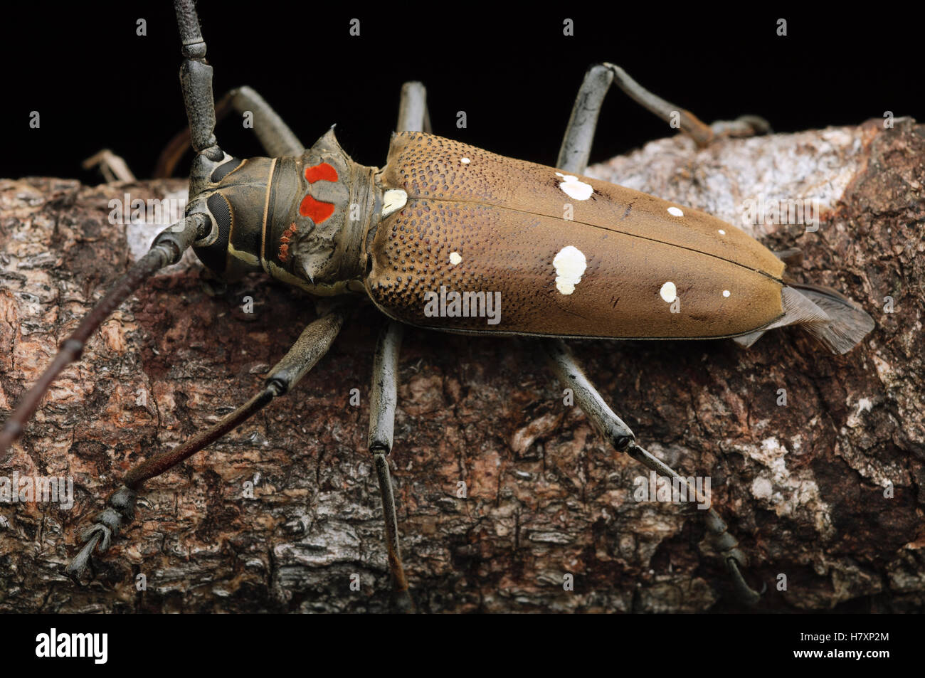 Long Horn Beetle (Batocera thomsoni), Lambir Hills National Park ...
