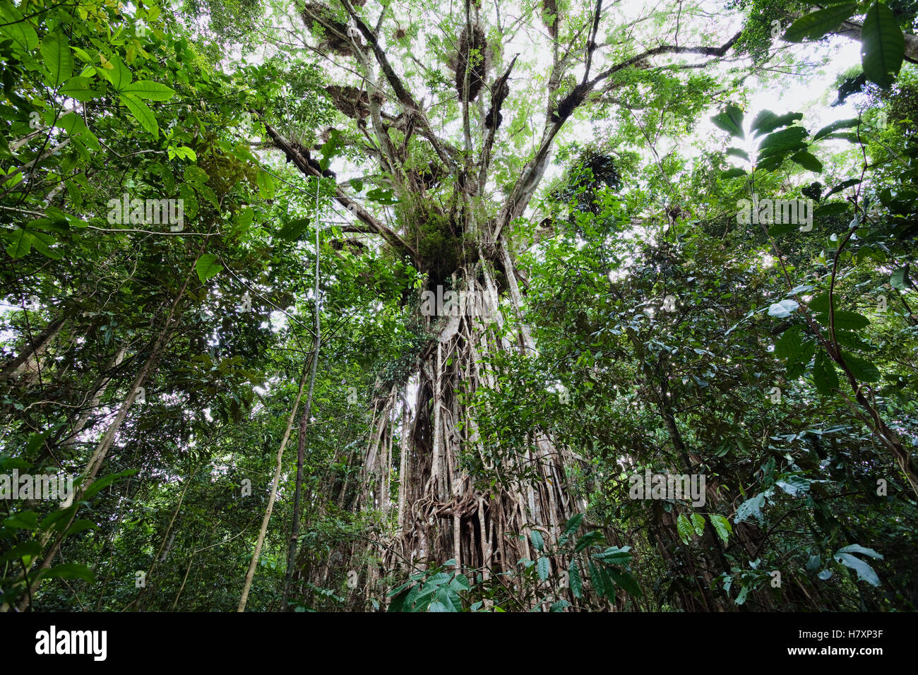Spotted Fig Ficus Virens Tree Curtain Fig National Park Atherton Tableland Queensland
