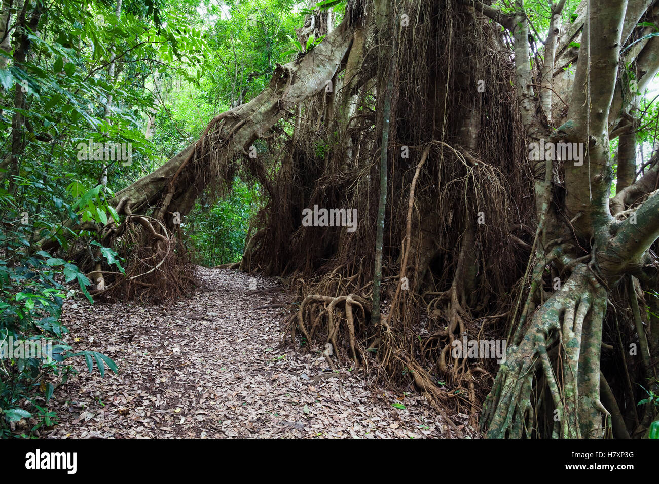 Spotted Fig (Ficus virens) roots, Atherton Tableland, Queensland ...