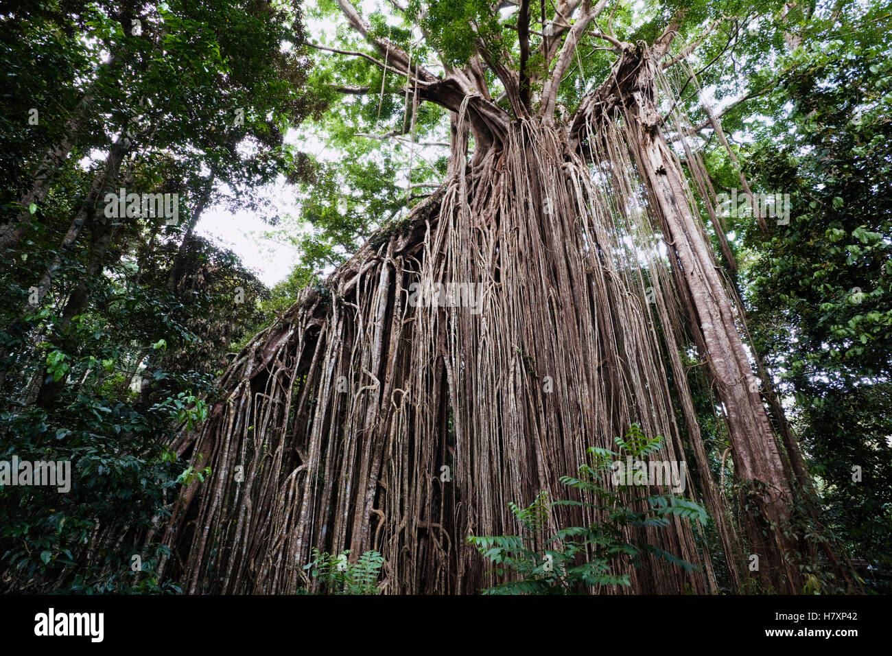 Spotted Fig (Ficus virens) tree that is parasatizing two trees showing ...