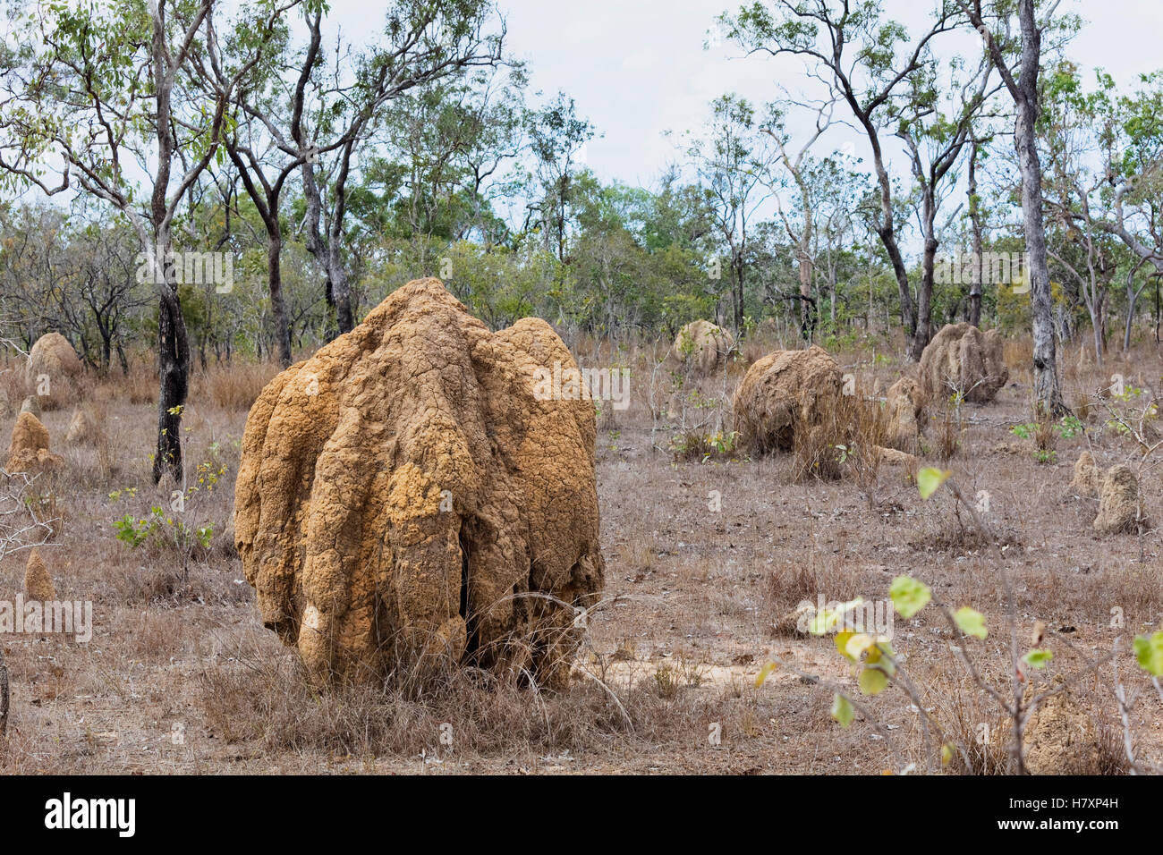 Termite mounds near Mareeba, North Queensland, Queensland, Australia ...