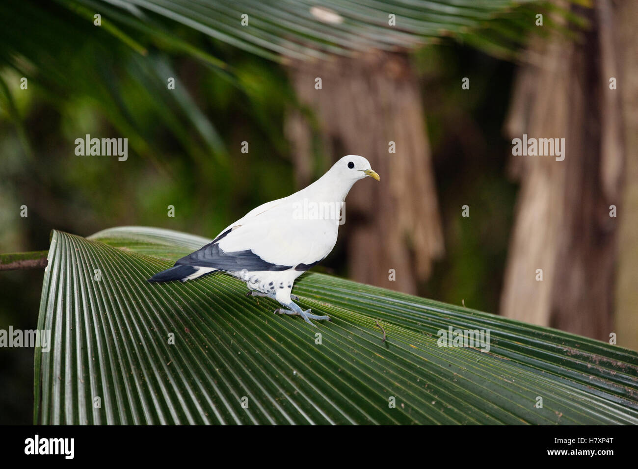 Torresian Imperial-Pigeon (Ducula spilorrhoa), Atherton Tableland ...