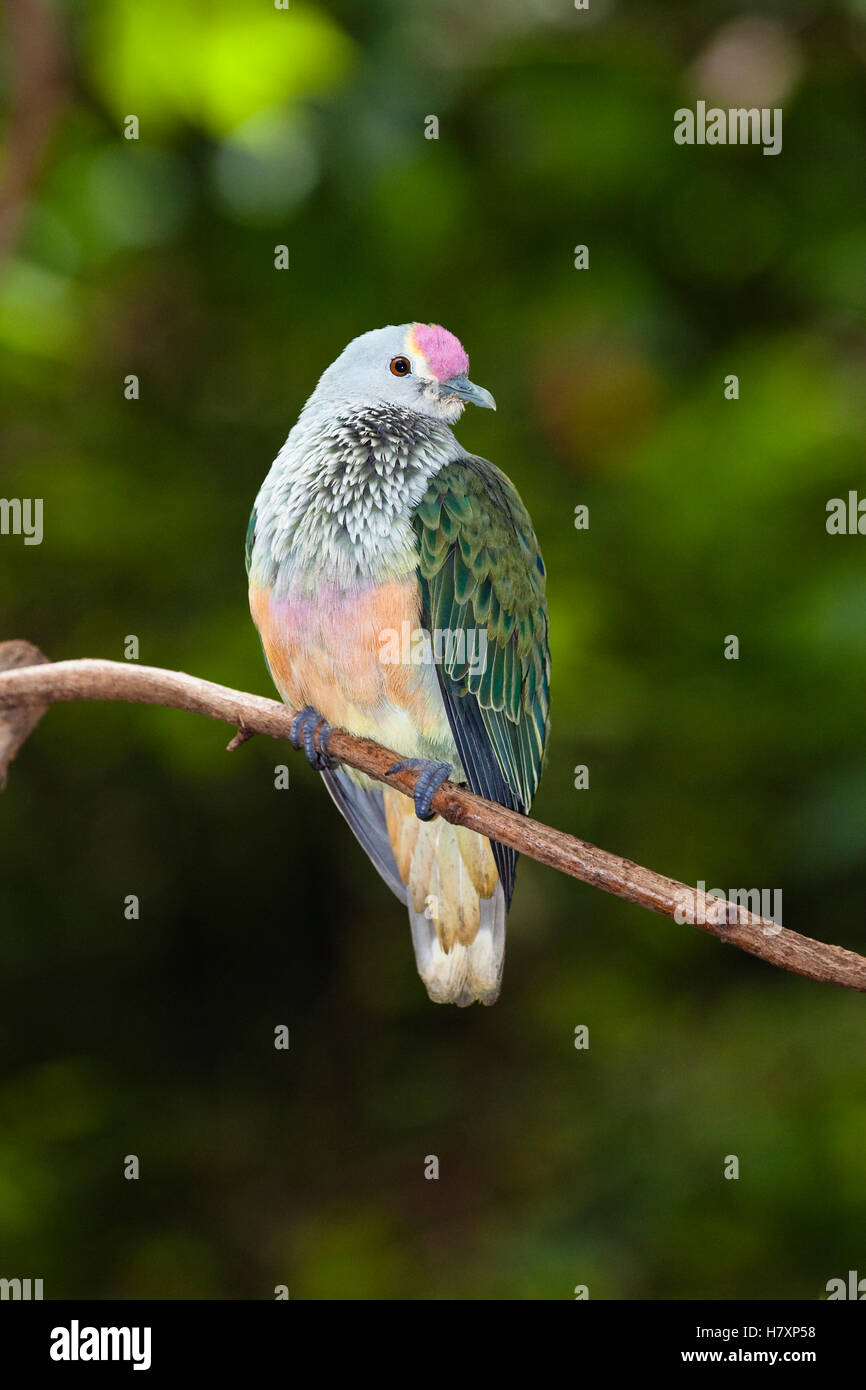 Rose-crowned Fruit-Dove (Ptilinopus regina), Queensland, Australia ...