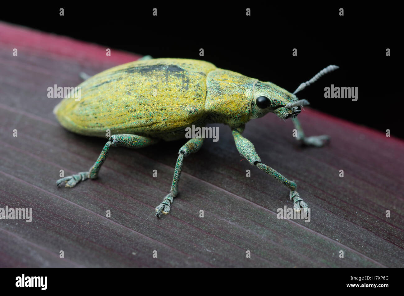 True Weevil (Hypomeces squamosus), Lawas, Sarawak, Borneo, Malaysia ...
