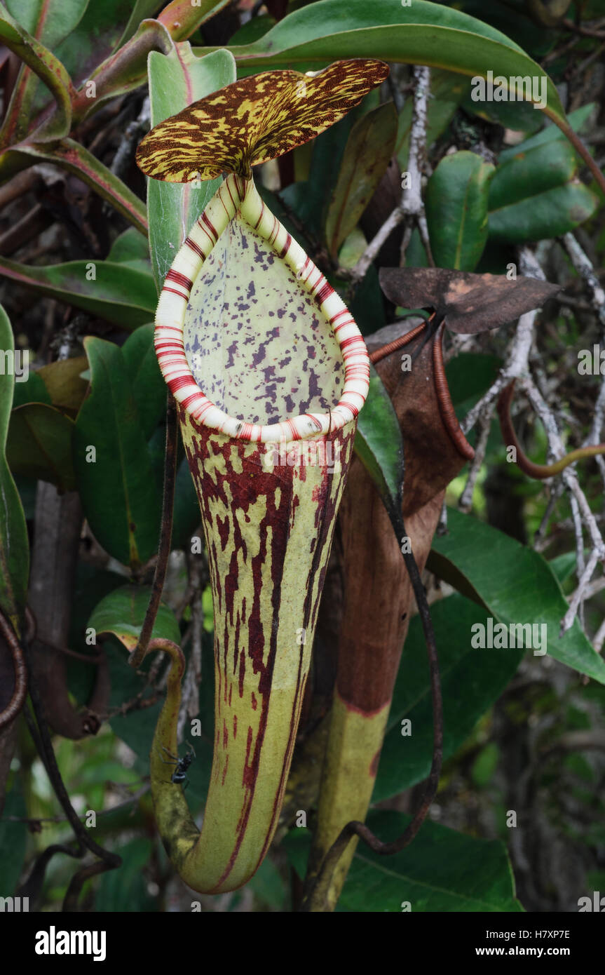 Narrow-leaved Pitcher Plant (Nepenthes stenophylla) upper pitcher ...