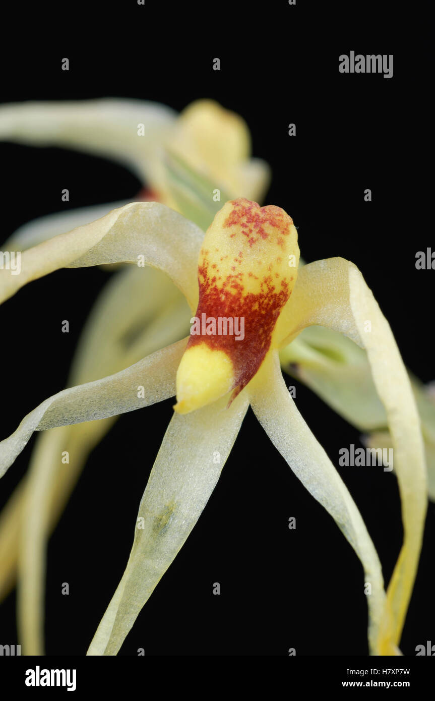 Orchid (Thrixspermum centipeda) flower, Semengoh Forest Reserve ...