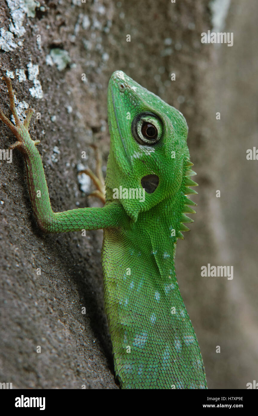 Green Crested Lizard (Bronchocela cristatella), Bako National Park ...
