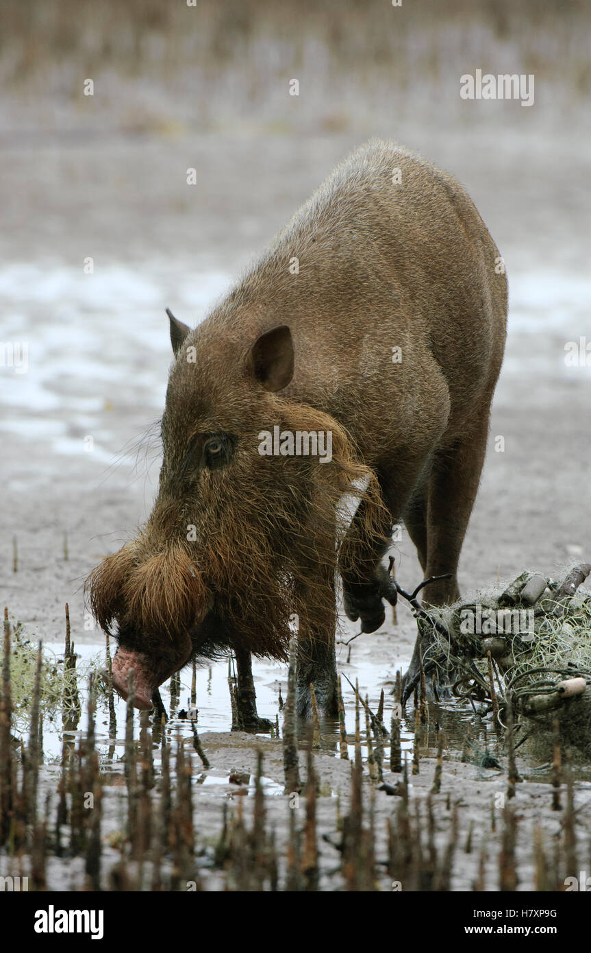 Bearded Pig (Sus barbatus) foraging in mangrove swamp during low tide ...