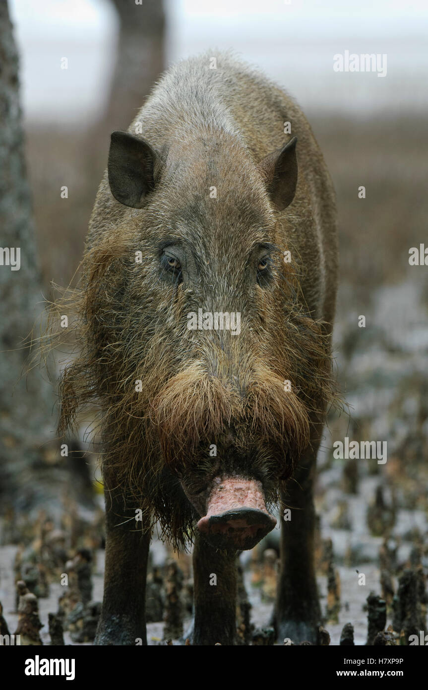 Bearded Pig (Sus barbatus) foraging in mangrove swamp during low tide ...