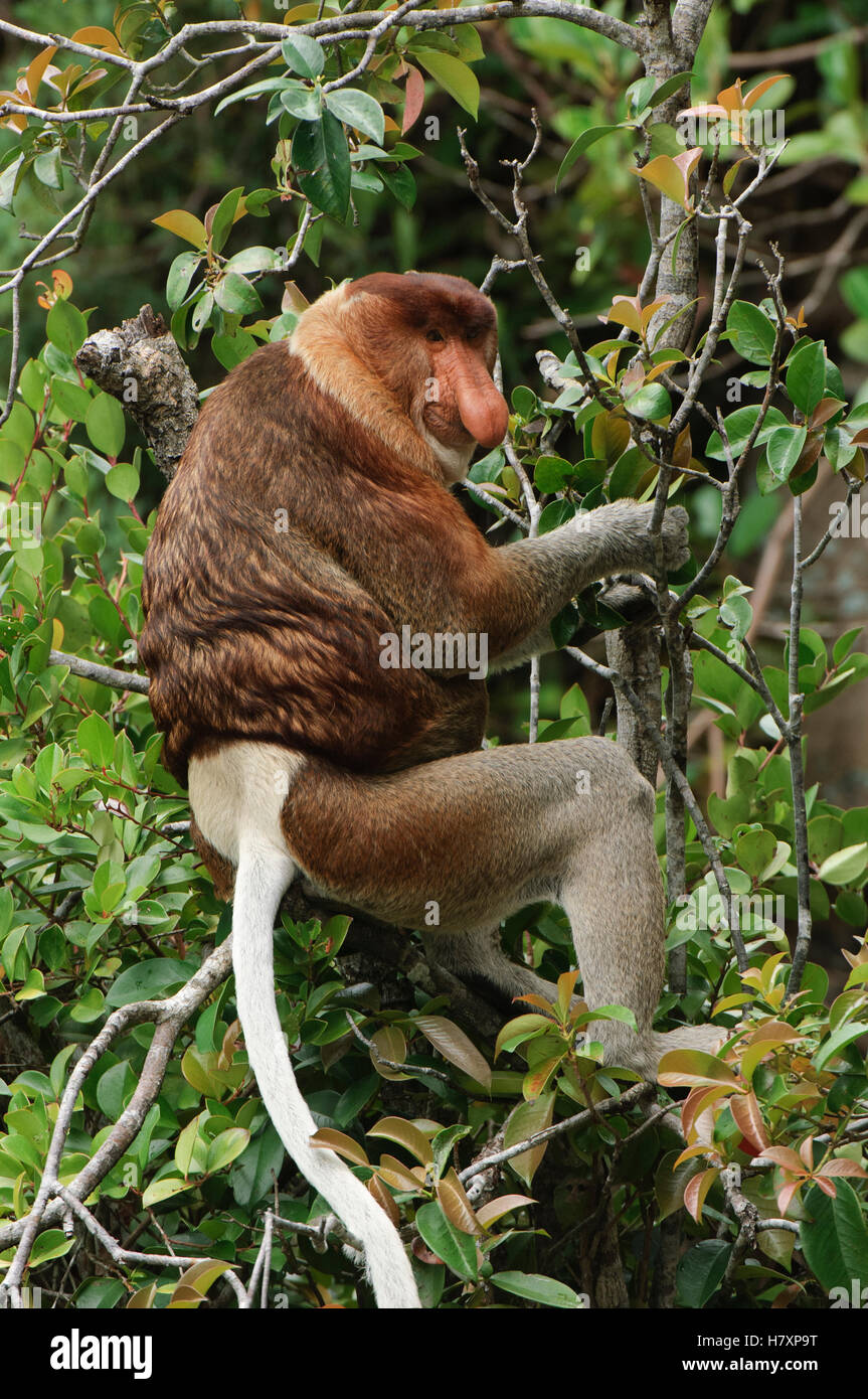 Proboscis Monkey (Nasalis larvatus) male, Bako National Park, Sarawak ...