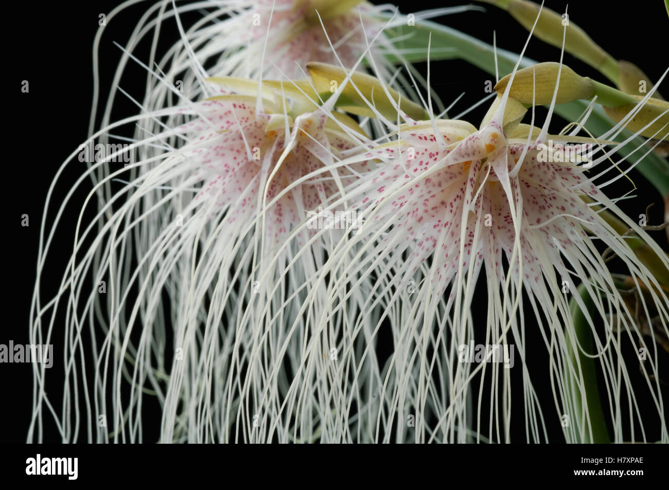 Rainforest Orchid (Bulbophyllum medusae) is composed of tiny flowers ...