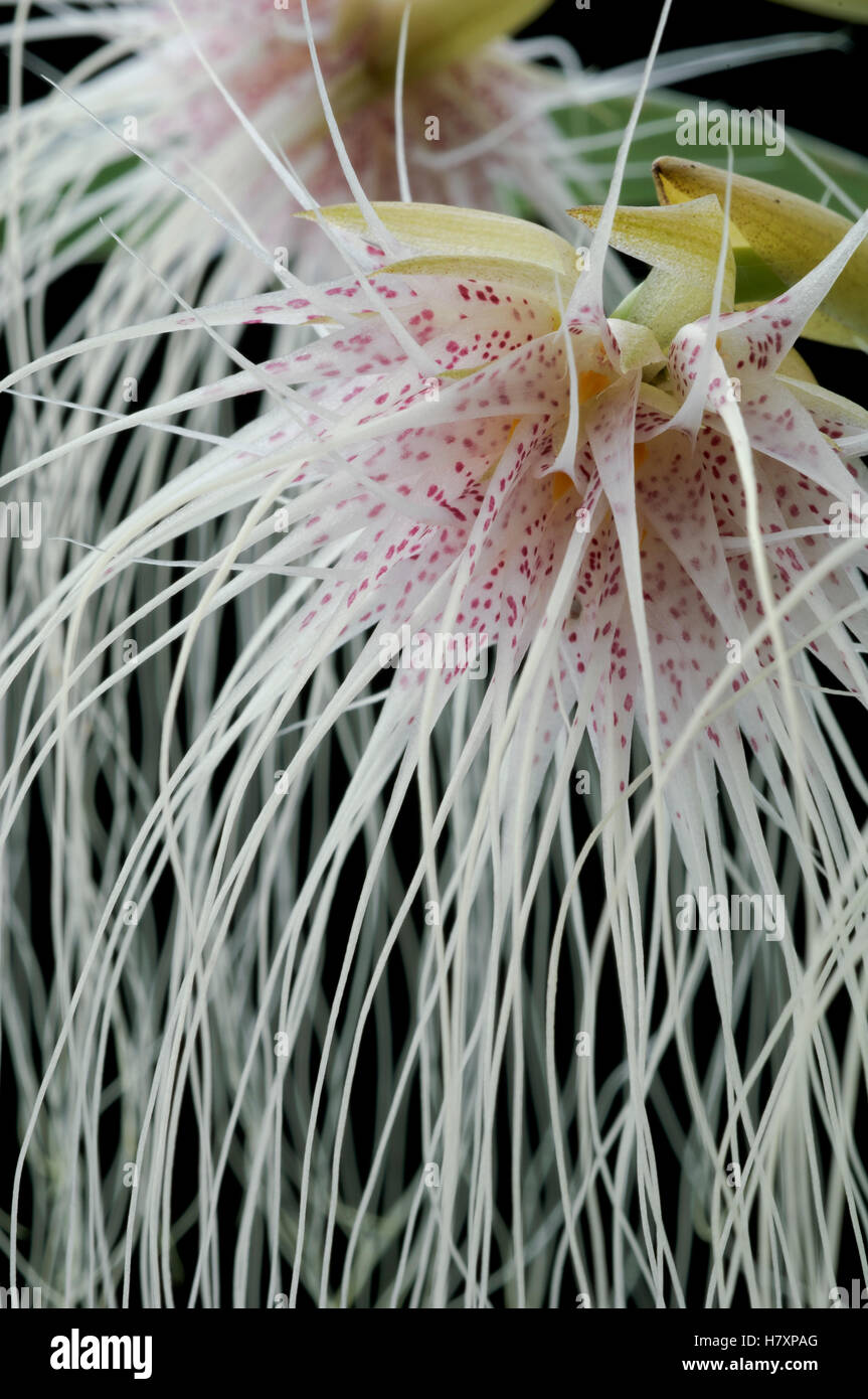 Rainforest Orchid (Bulbophyllum medusae) is composed of tiny flowers ...