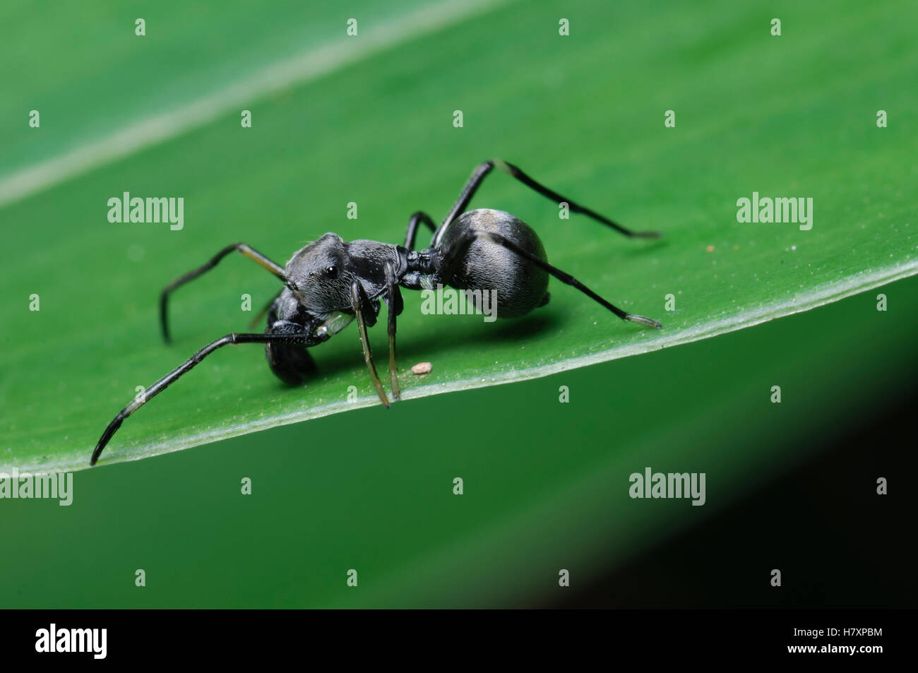 Jumping Spider (Myrmarachne maxillosa) mimicking ant waving its ...