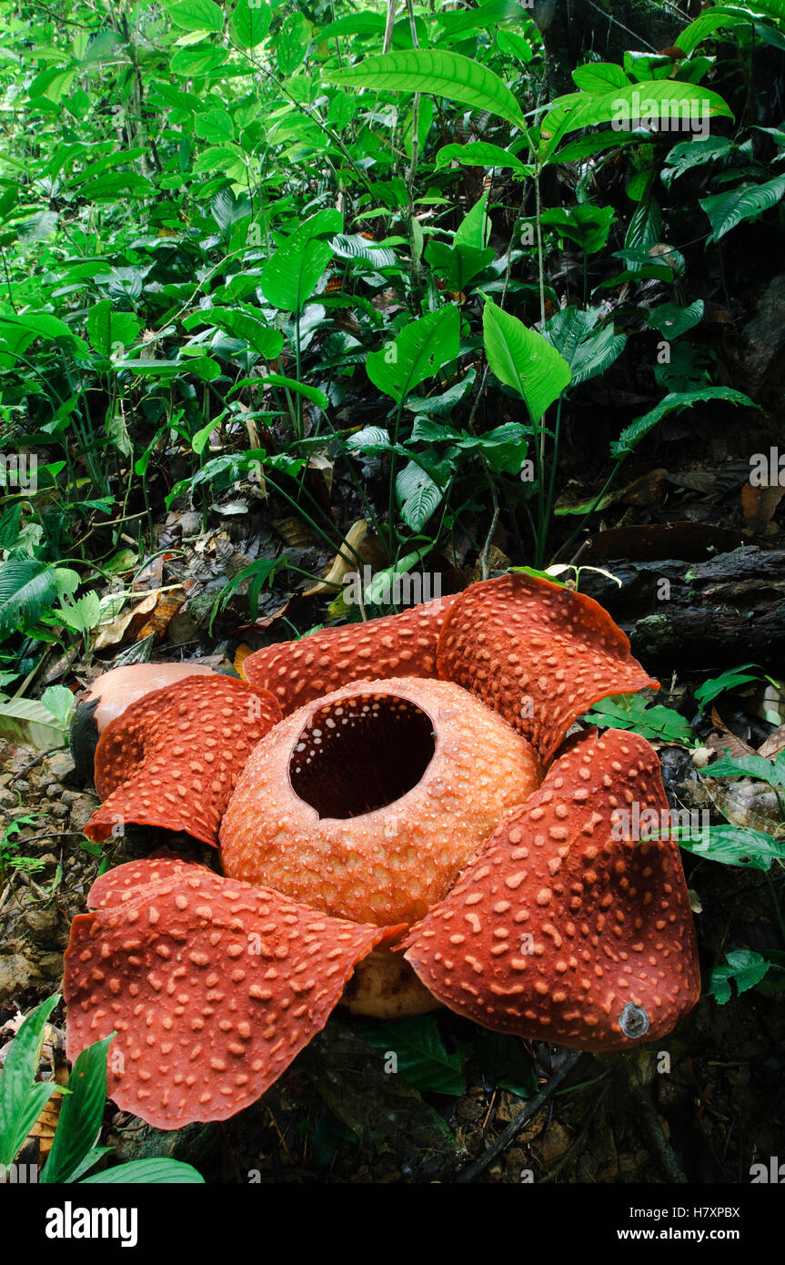 Rafflesia (Rafflesia tuan-mudae) flower, Padawan, Gunung Braang ...