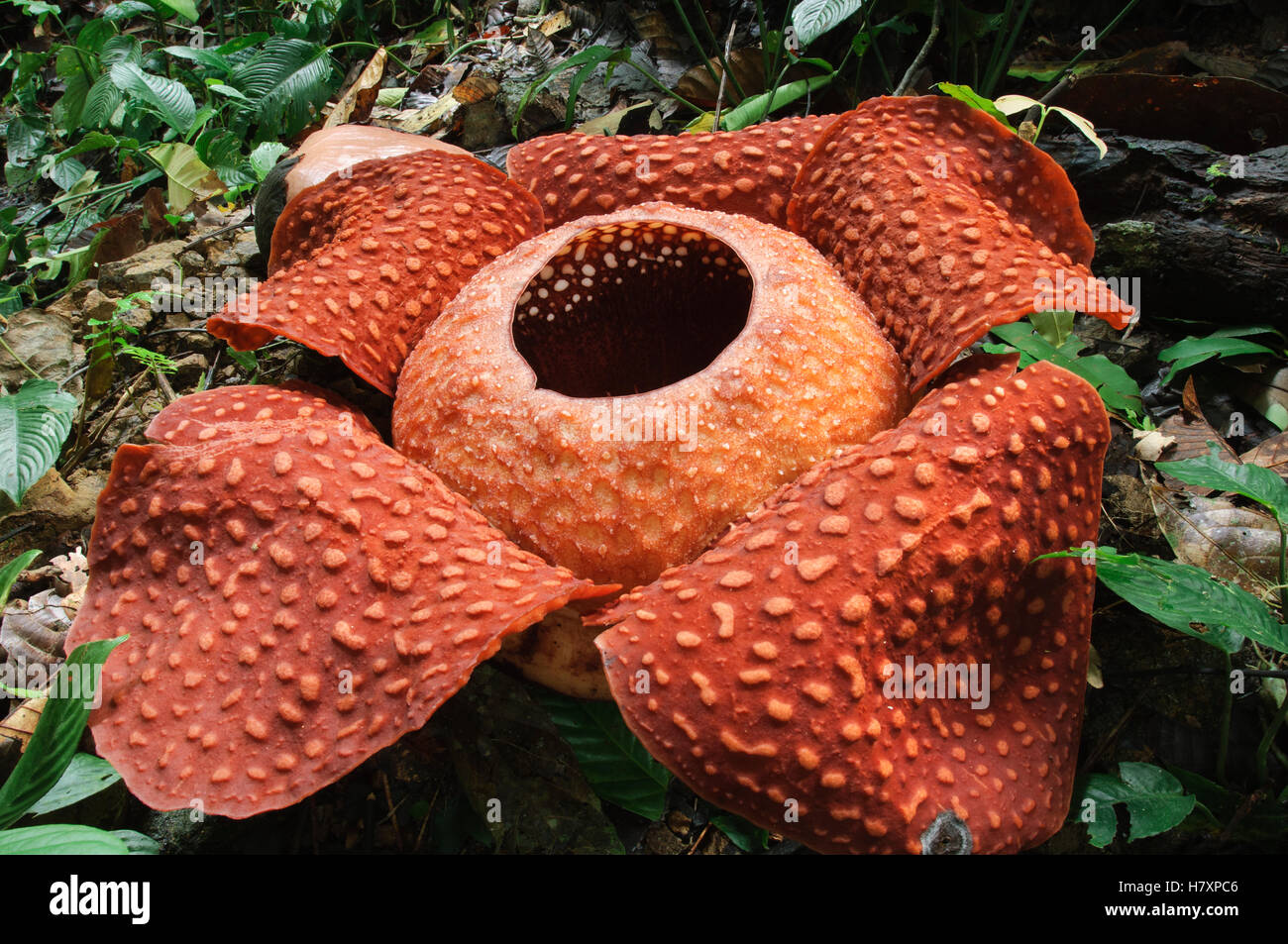 Rafflesia (Rafflesia tuan-mudae) flower, Padawan, Gunung Braang ...