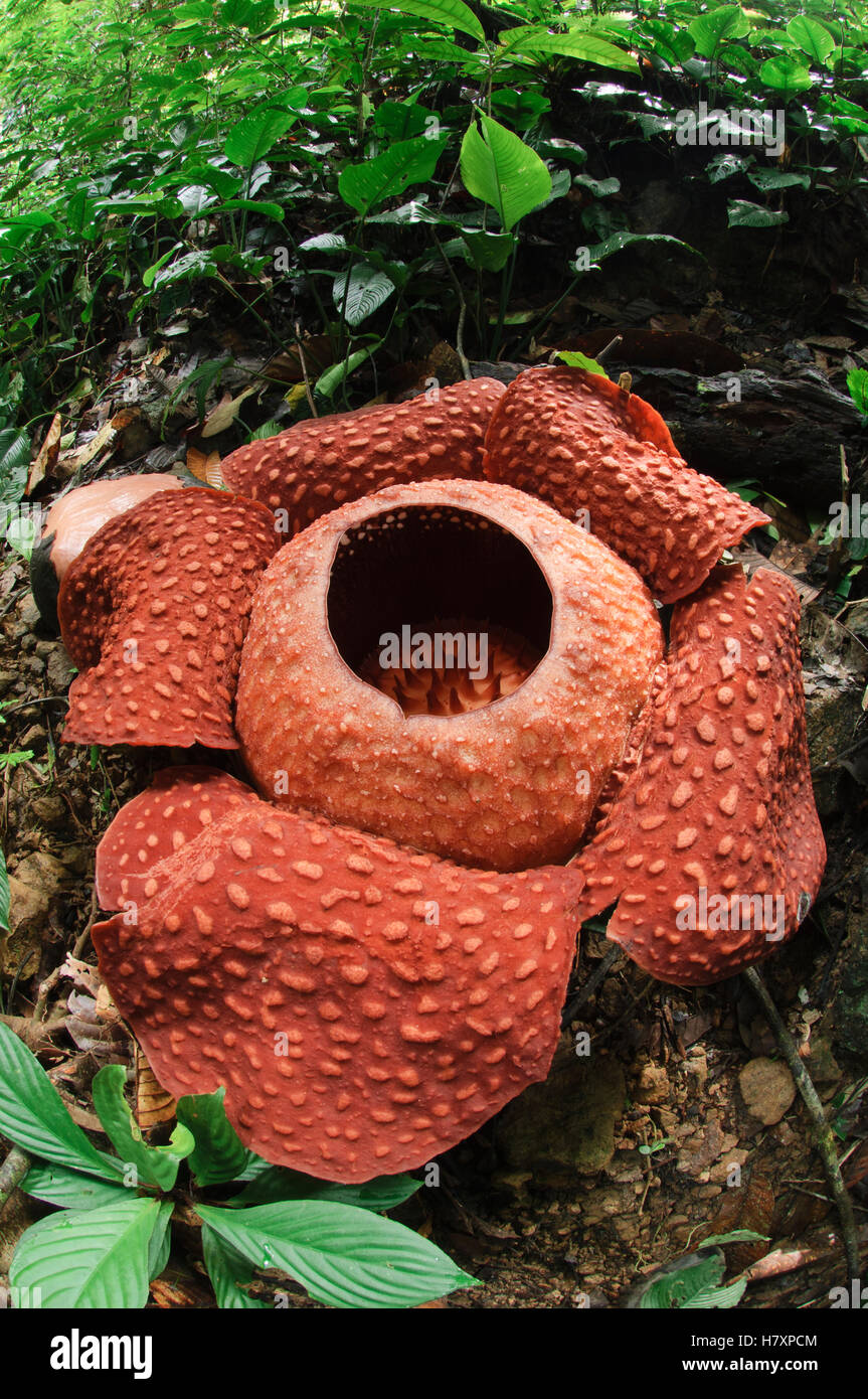 Rafflesia (Rafflesia tuan-mudae) flower, Padawan, Gunung Braang ...