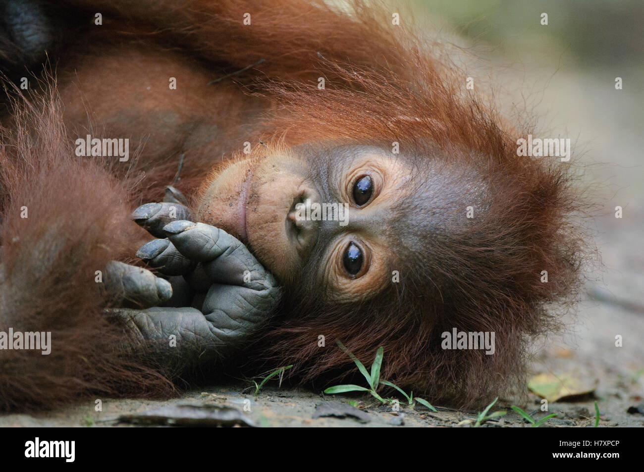 Orangutan (Pongo pygmaeus) baby, Semengoh Wildlife Rehabilitation ...