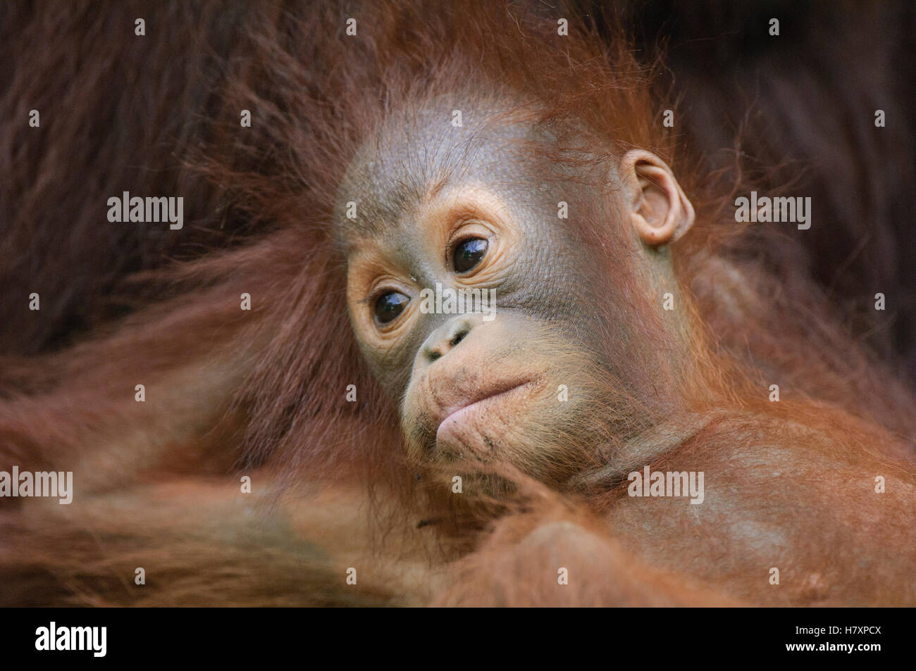 Orangutan (Pongo pygmaeus) baby, Semengoh Wildlife Rehabilitation ...
