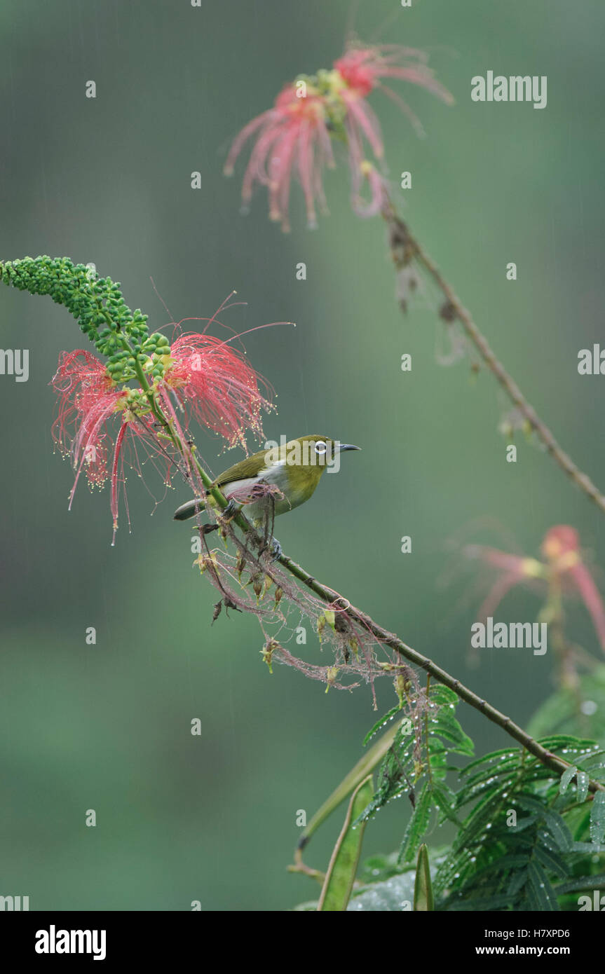 Ceylon White-eye (Zosterops ceylonensis) perched on flower, Lindulla ...