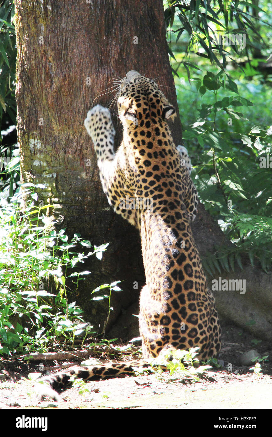 Leopard is sharpening his nail on the tree Stock Photo - Alamy