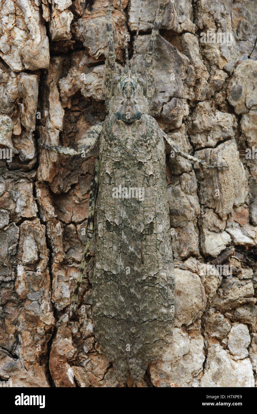 Katydid (Olcinia sp) camouflaged on bark, Yala National Park, Sri Lanka ...